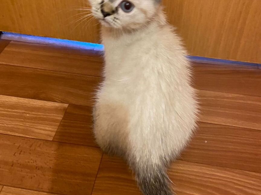 Кошки