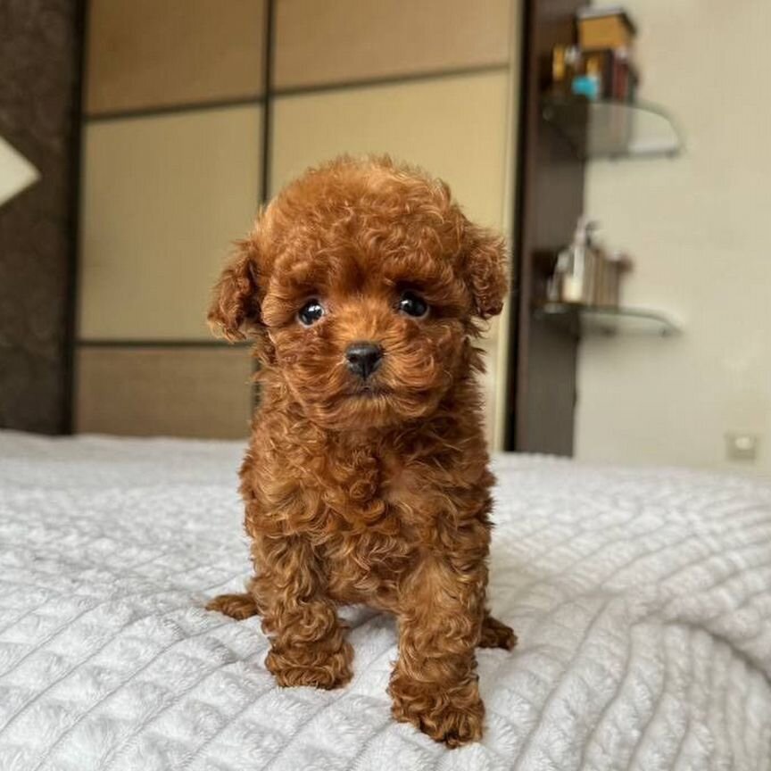 Той-пудель, щенок