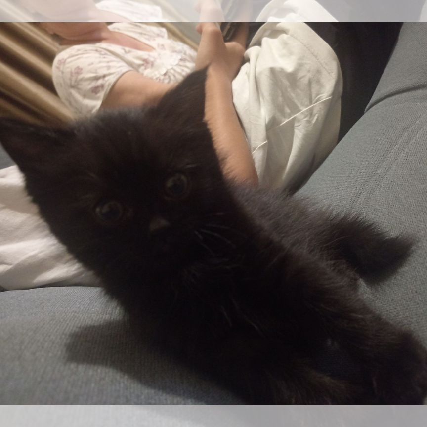 Ориентальный котёнок