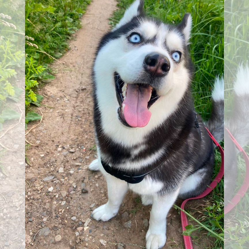 Сибирский хаски, взрослая собака