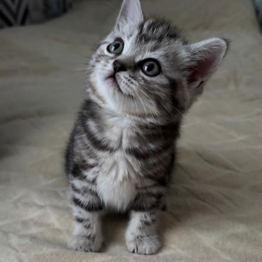 Шотландские котята