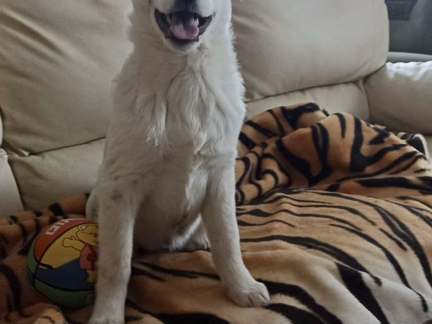 Щенок Белка 4,5 мес в добрые руки бесплатно