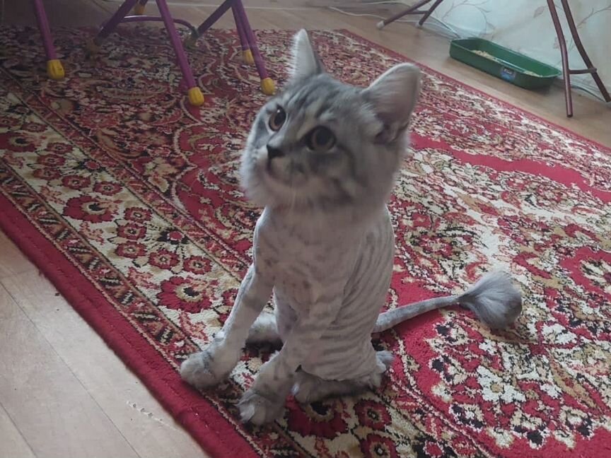 Кот Шотландец в смеси с Персидским