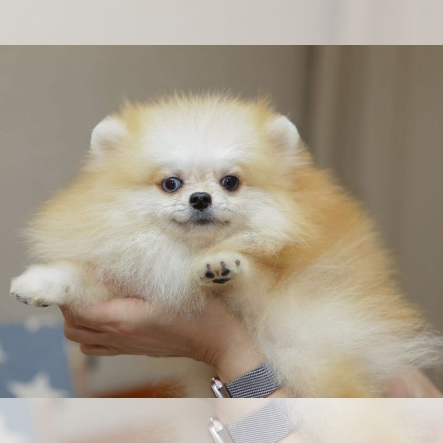 Померанский шпиц, щенок