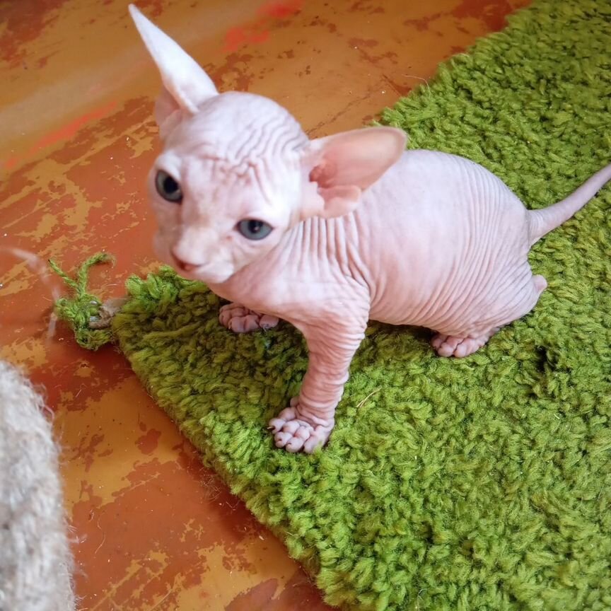 Донской сфинкс котята