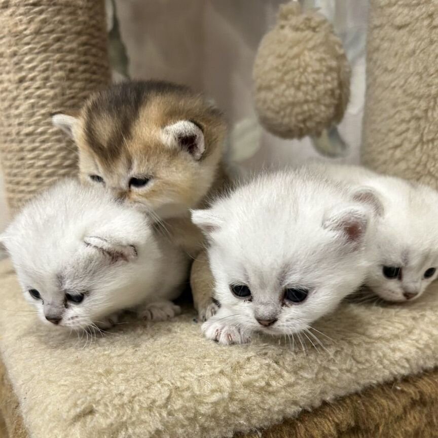 Британские котята