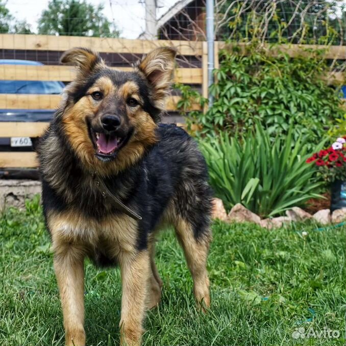 Щенок Маняша