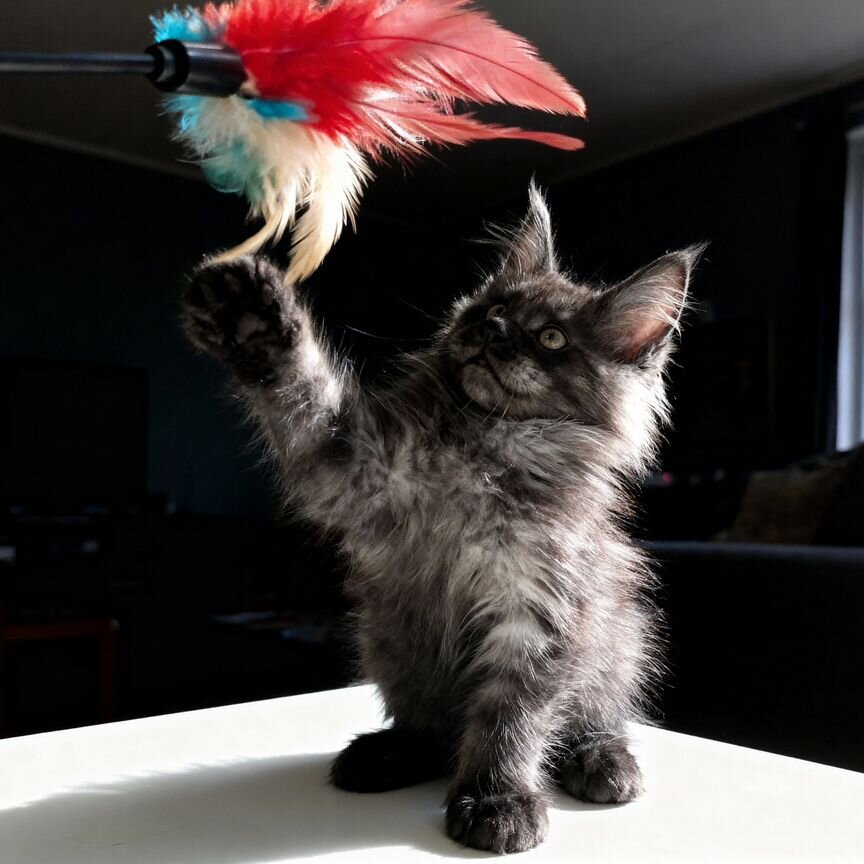 Мейн-кун котёнок