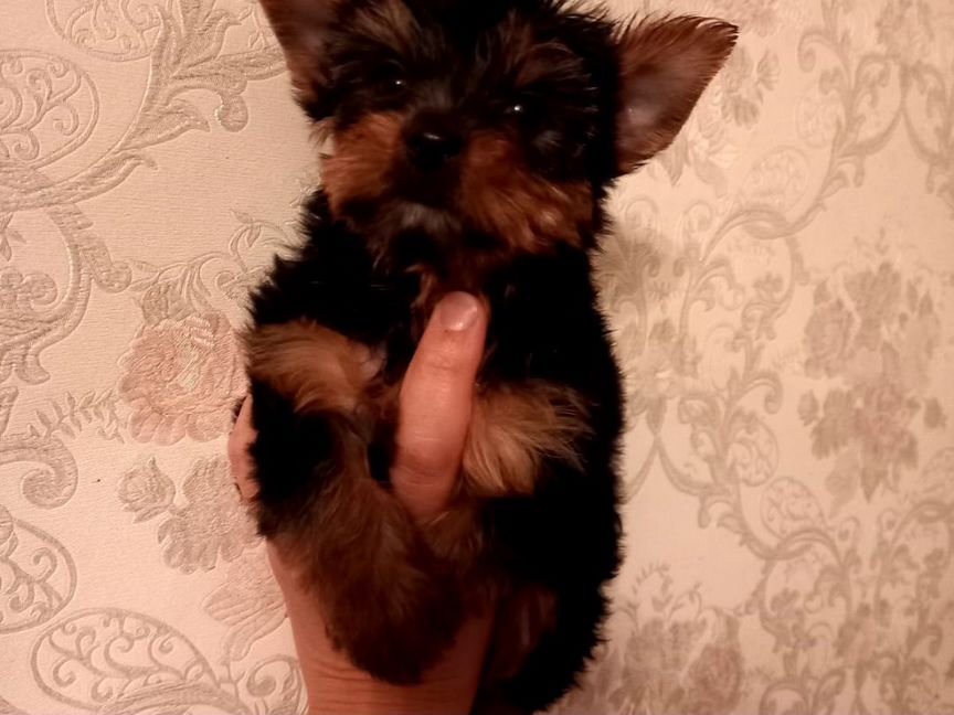 Йоркширский терьер щенки