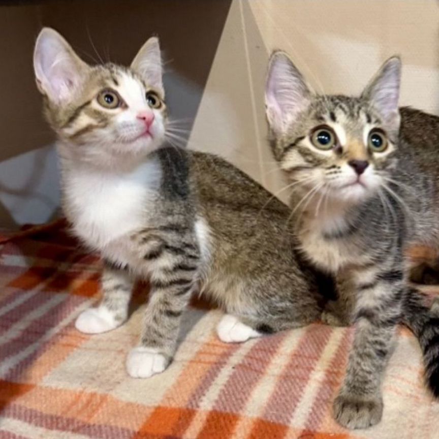 Душа одна на двоих