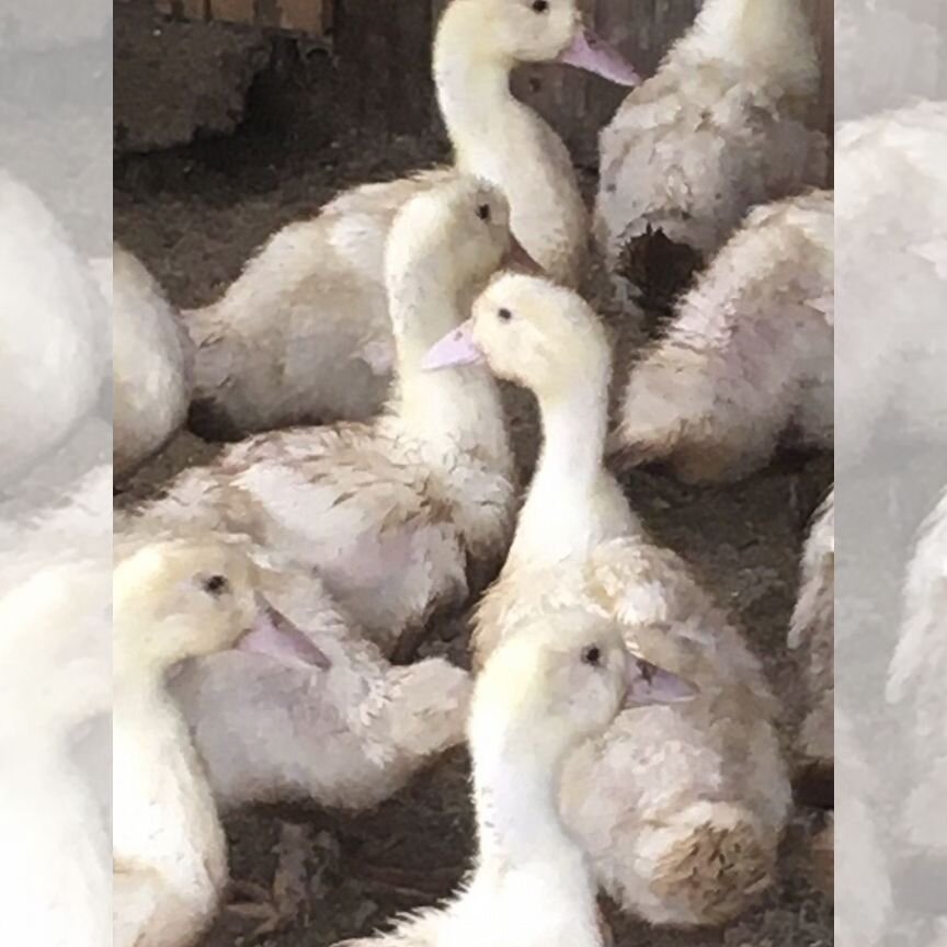 Утки,куры, гуси