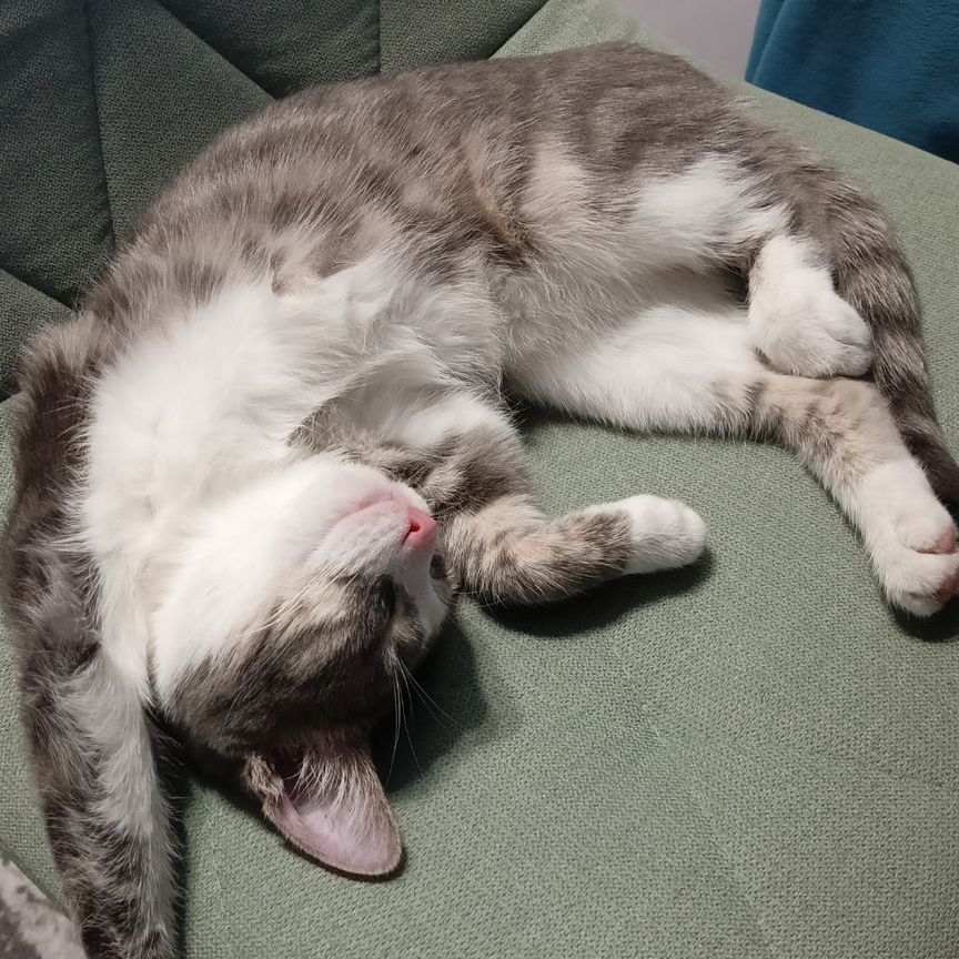 Котëнок в добрые руки