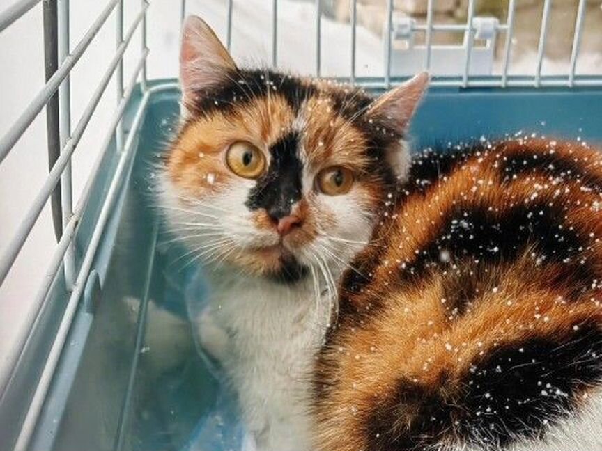 Кошка в добрые руки
