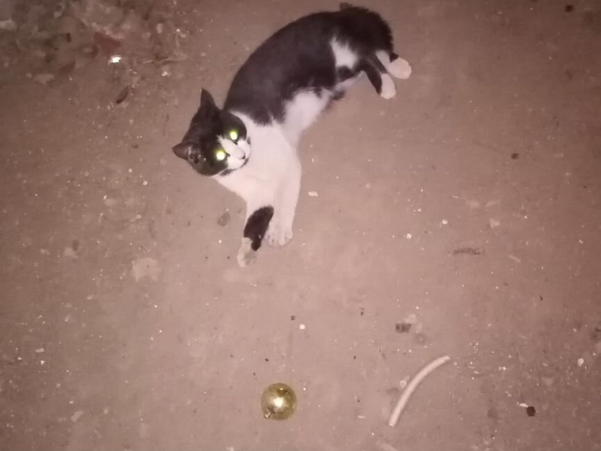 Бесплатно в добрые руки