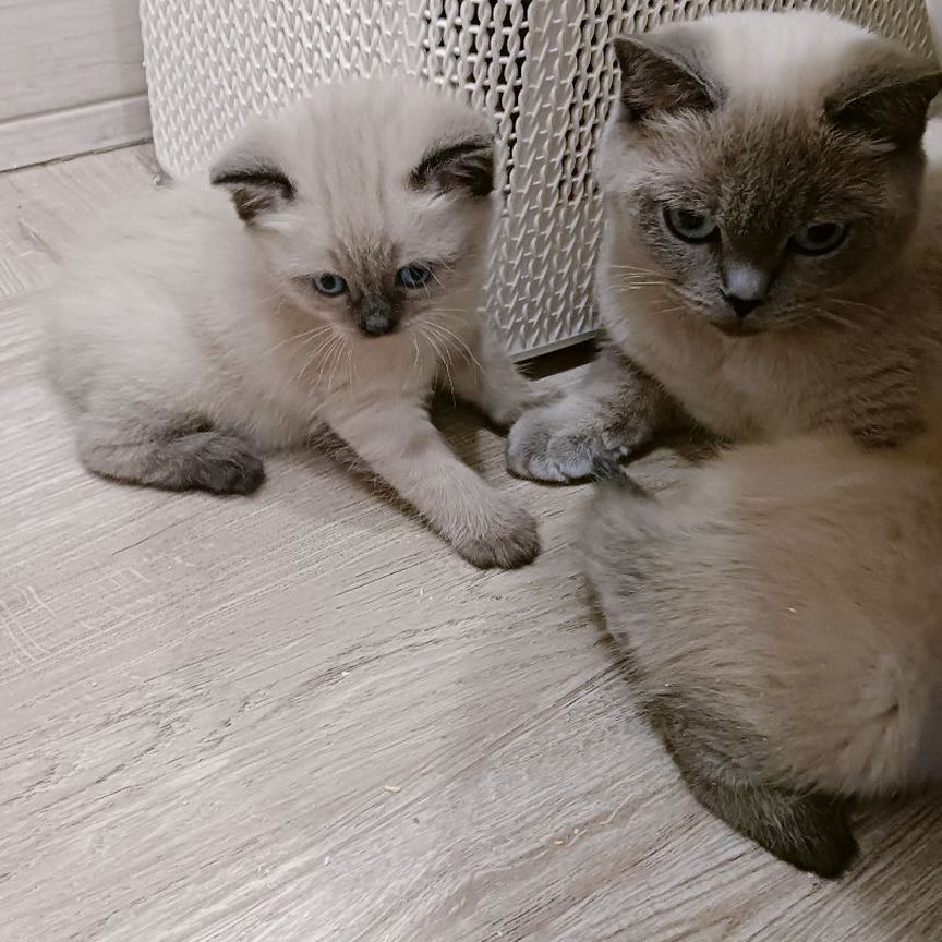 Британские котята