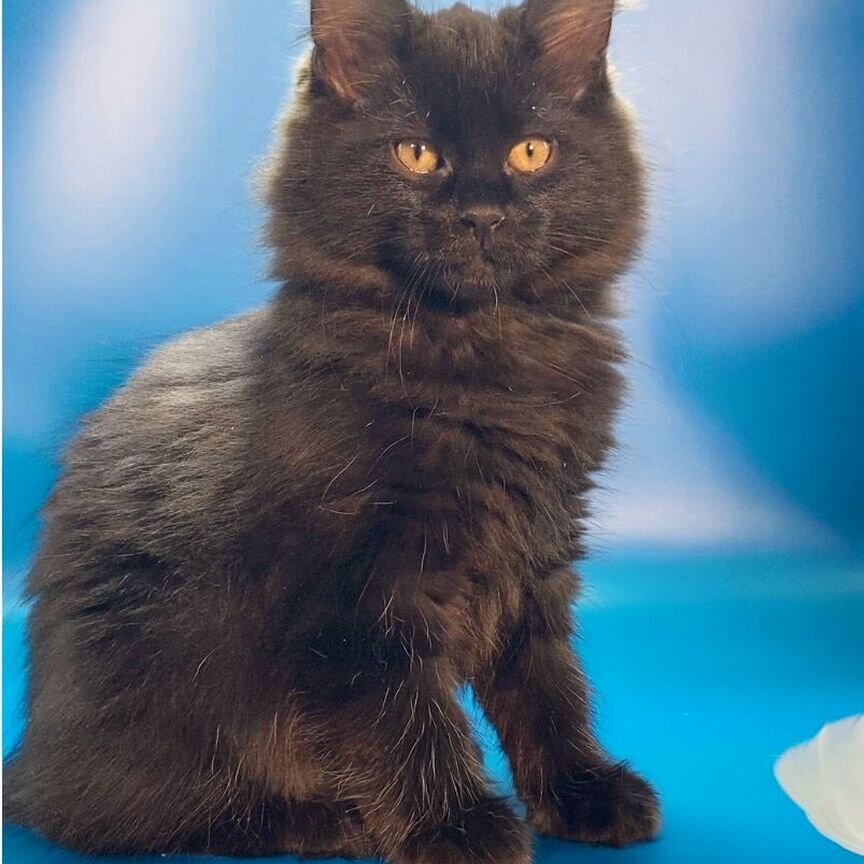 Котёнок курильского бобтейла