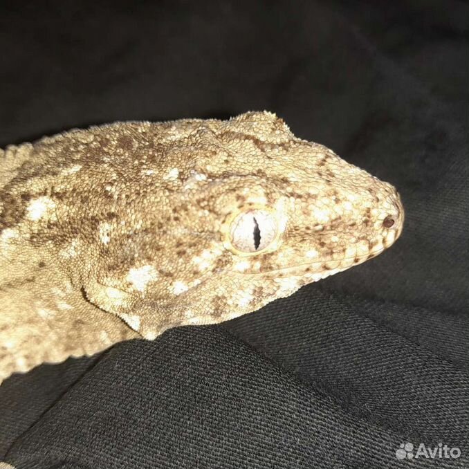 Гигантский бананоед