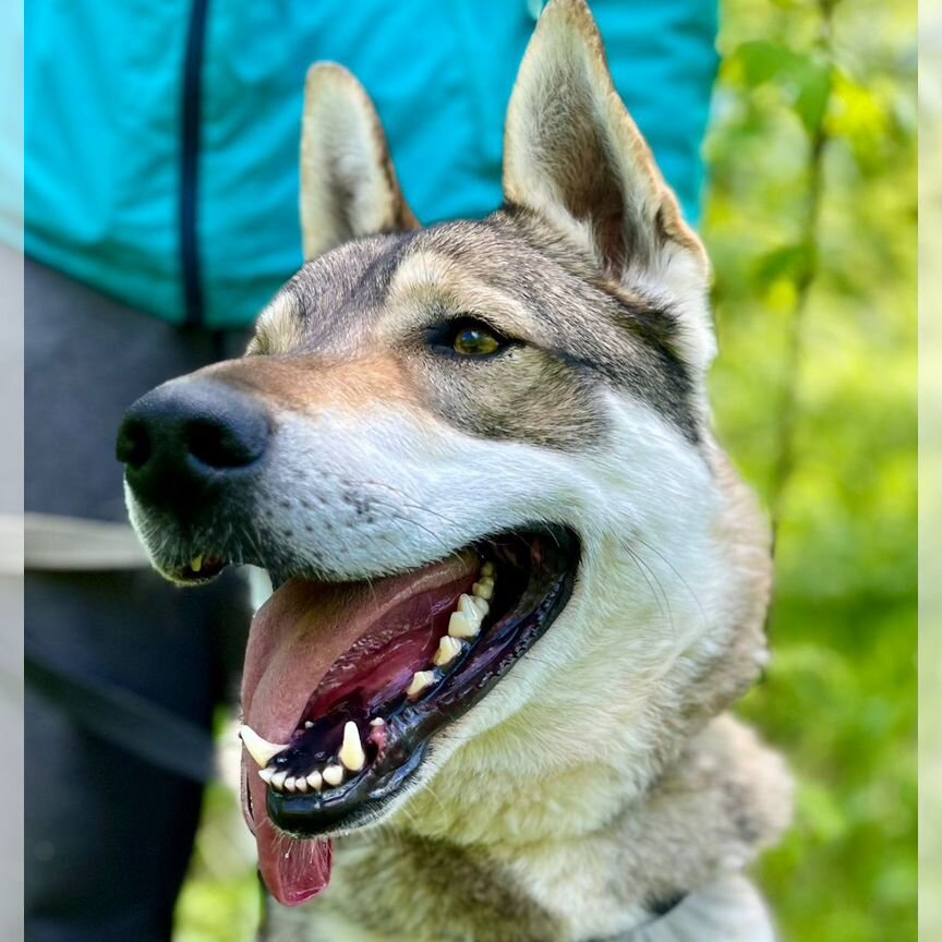 Ласковая волчица Тайра