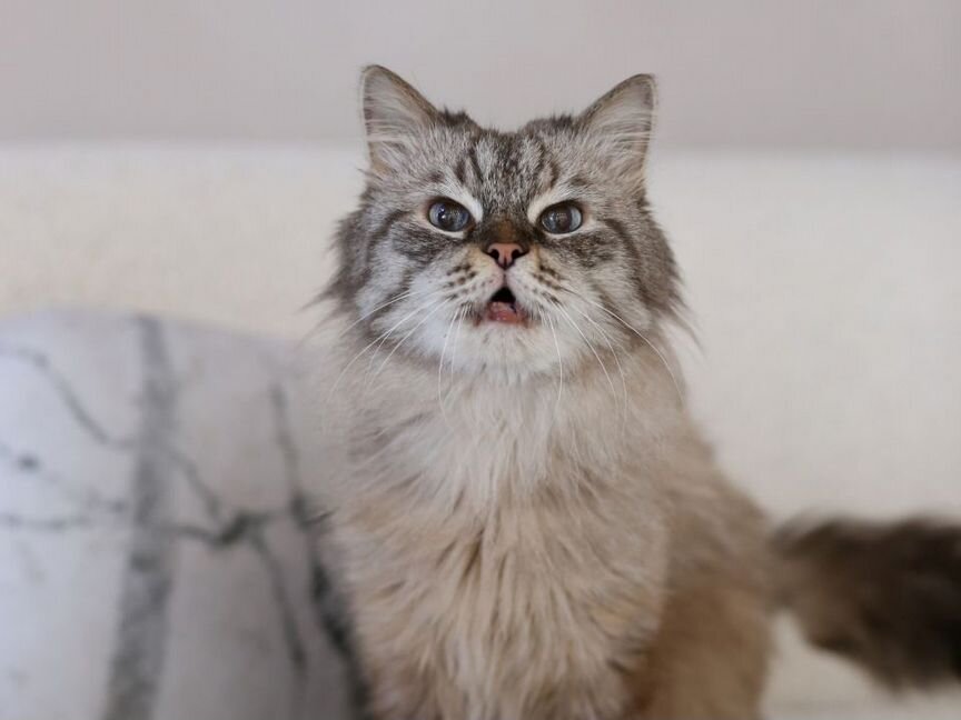 Огромный шикарный кот