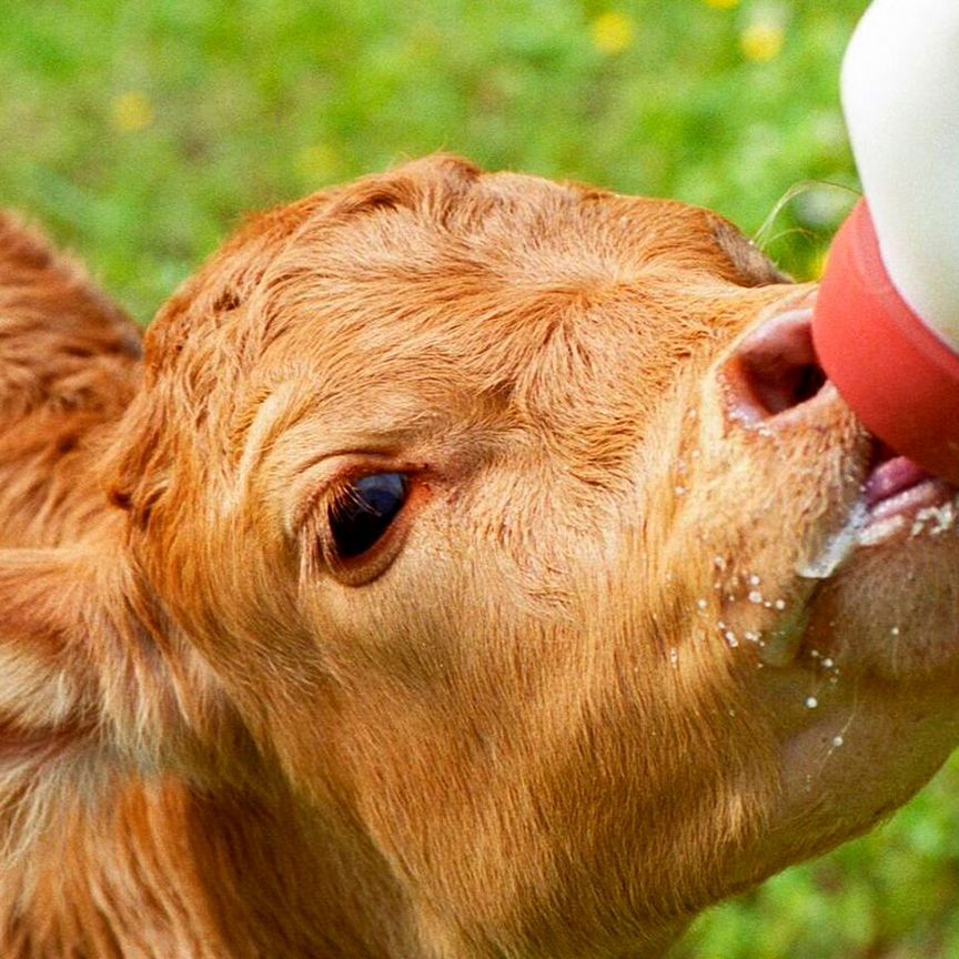 Цельное молоко для откорма животных