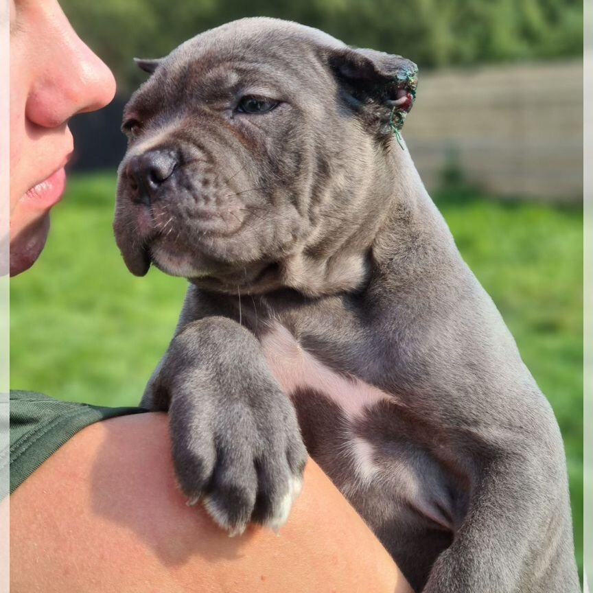 Голубая малышка Кане Корсо