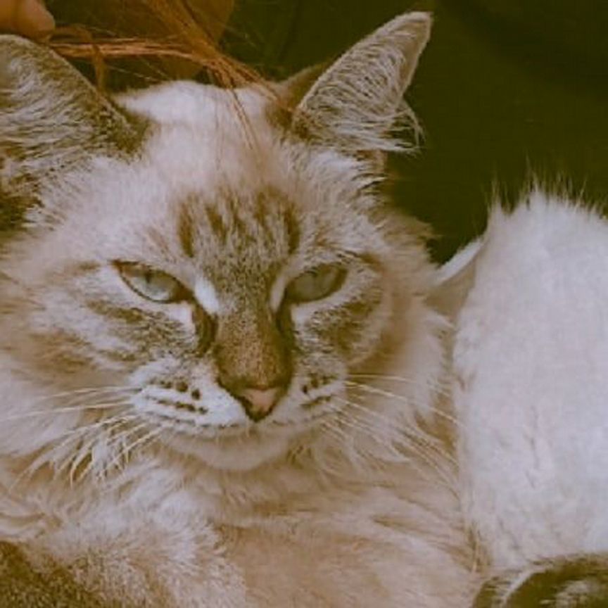 Кошка в добрые руки бесплатно