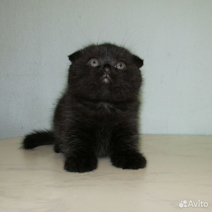 Скотишфолд котята черные