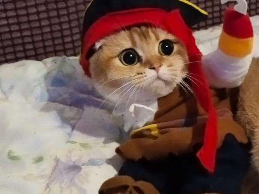 Костюм для кошки Капитан Крюк