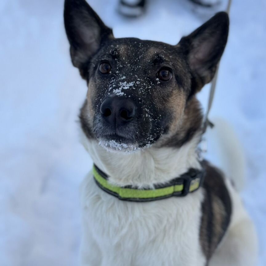 Пёс в добрые руки