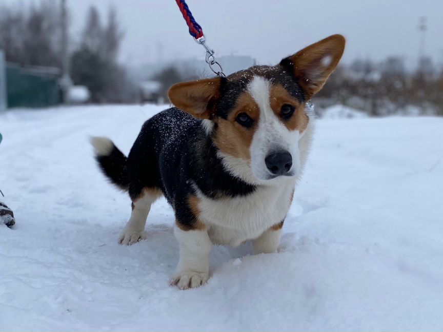 Вельш корги