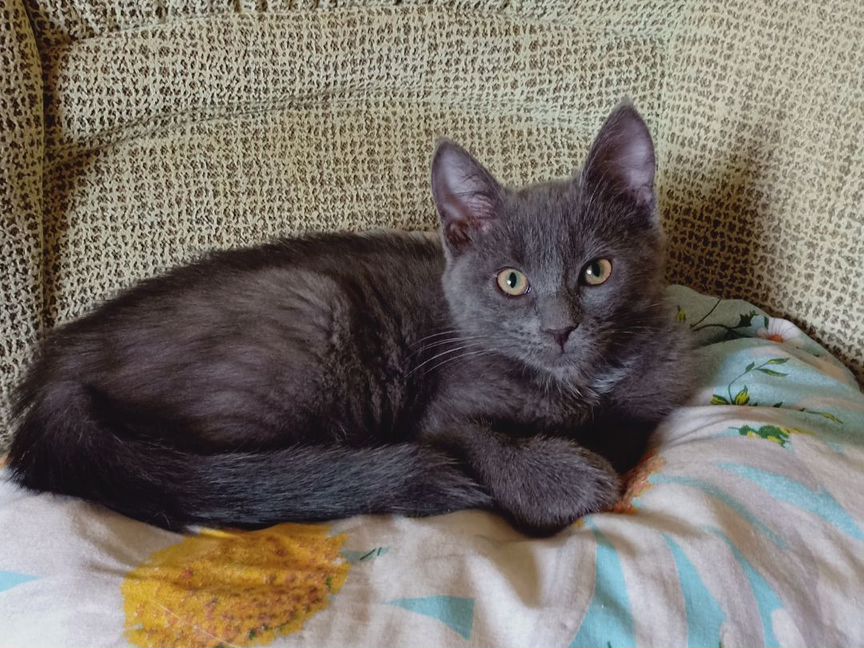 Котенок девочка в добрые руки (читайте об'явление)