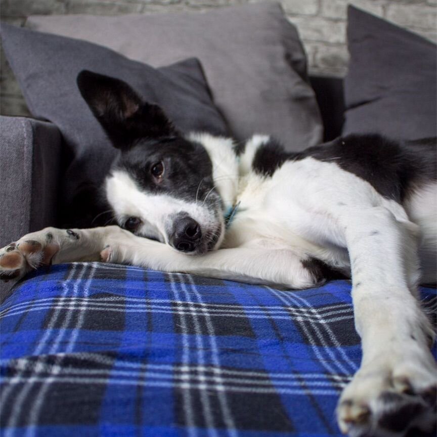 Пес в добрые руки