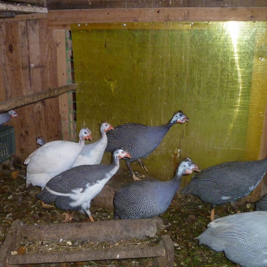 Цесарки
