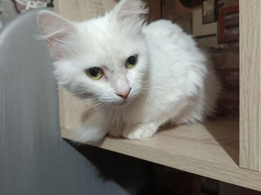 Домашние животные кошки