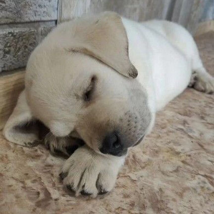 Лабрадор-ретривер, щенок