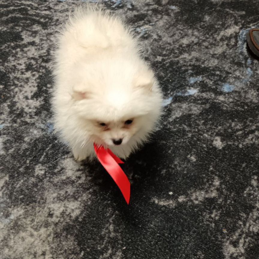 Продаетца собачька