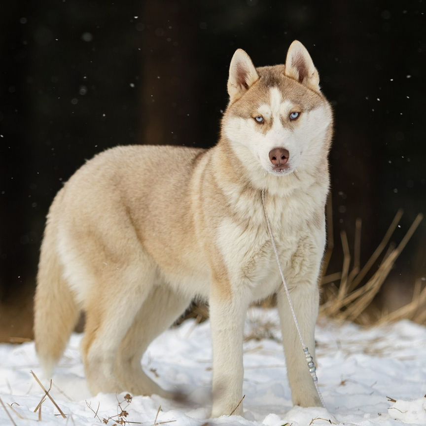 Хаски в упряжку
