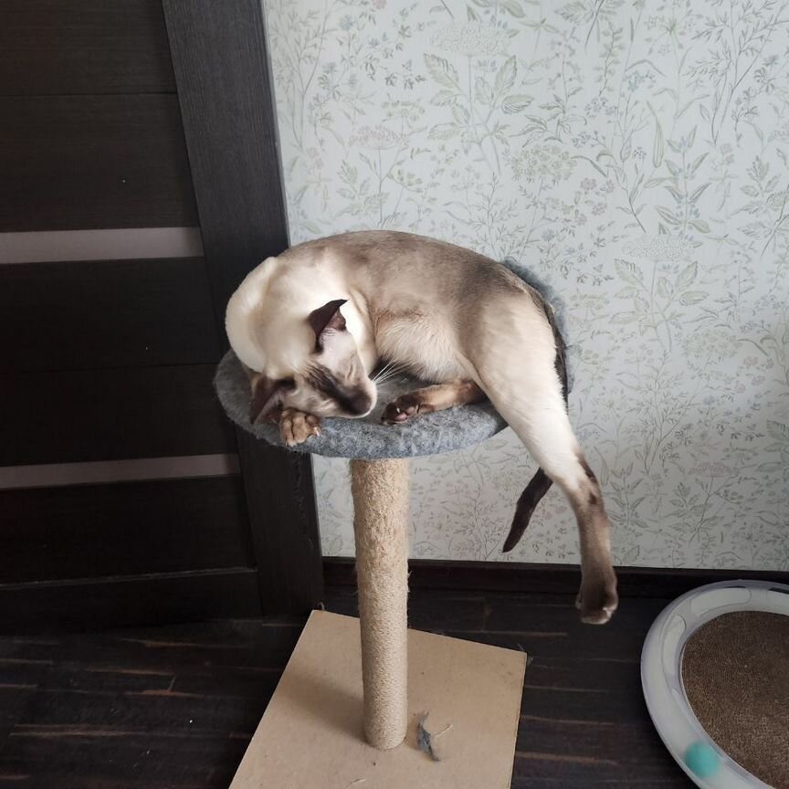 Отдам кошечку в добрые руки