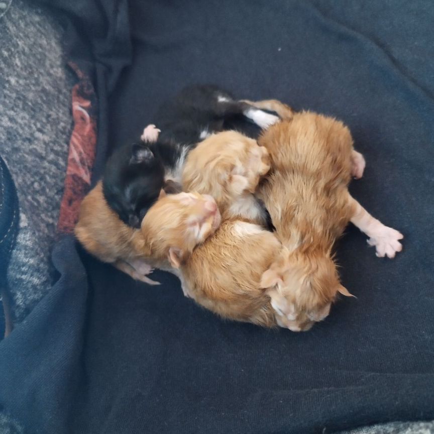 Котята