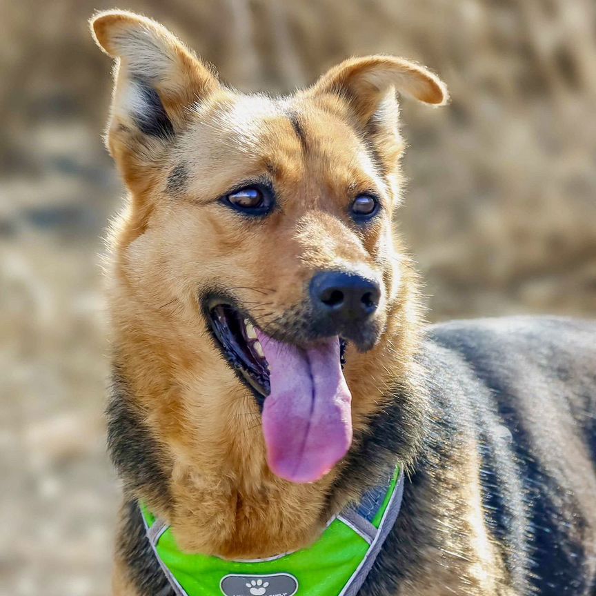 Собака в добрые руки - Рокси