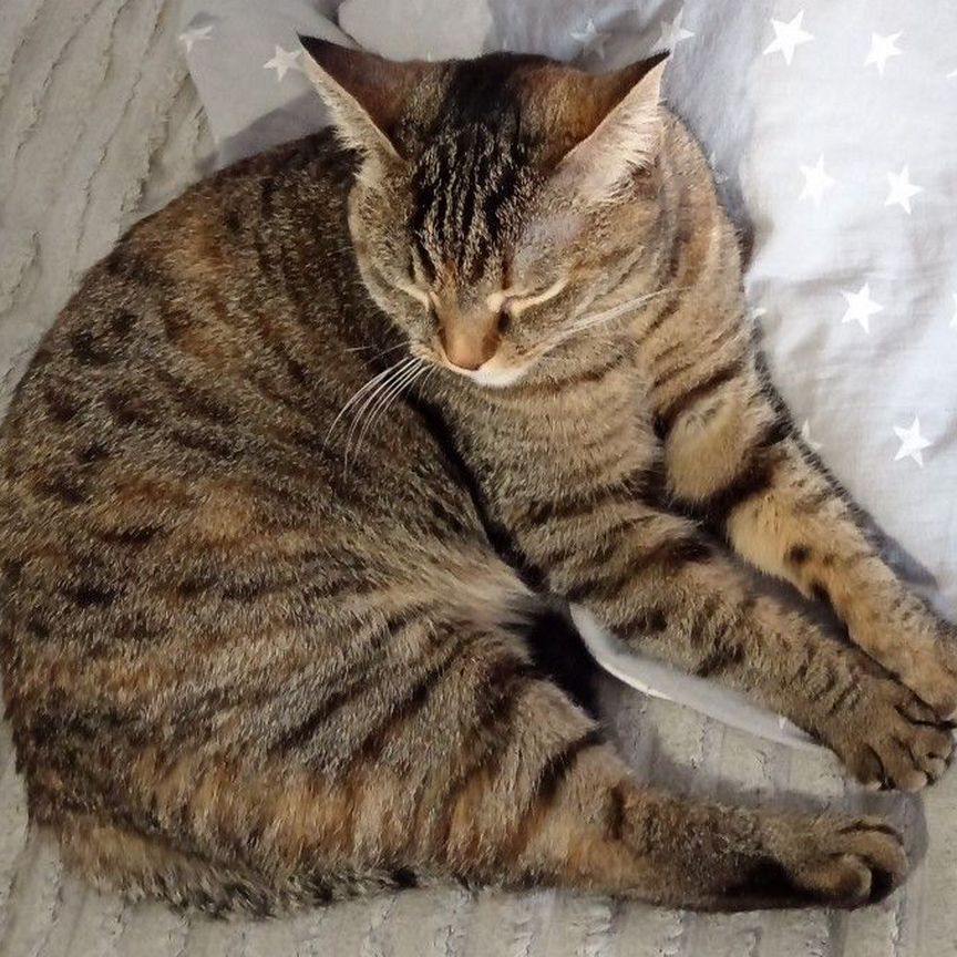 Сиамская, взрослая кошка