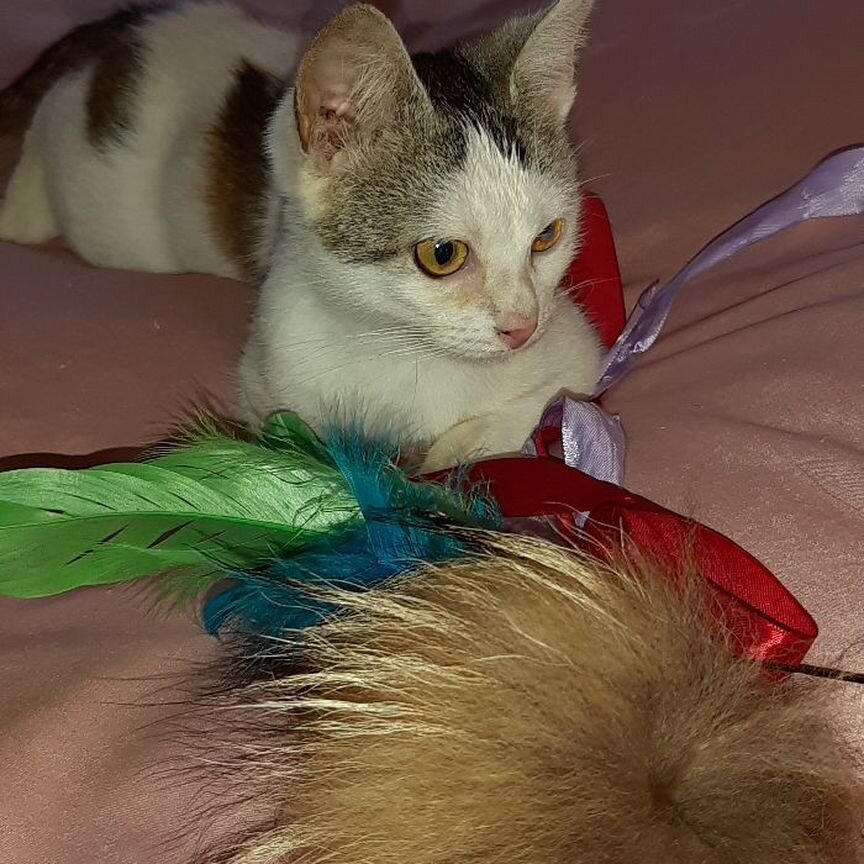 Отдам котенка в добрые руки