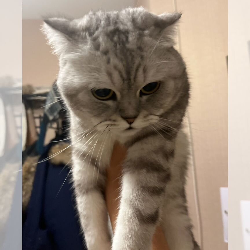 Кот по имени Ческес