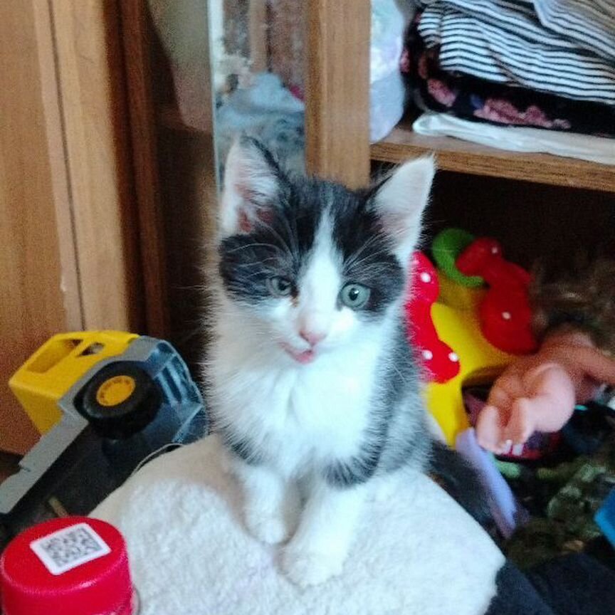 Котёнок