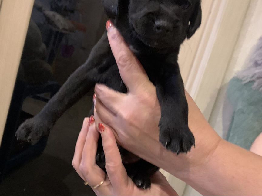 Домашние животные собаки