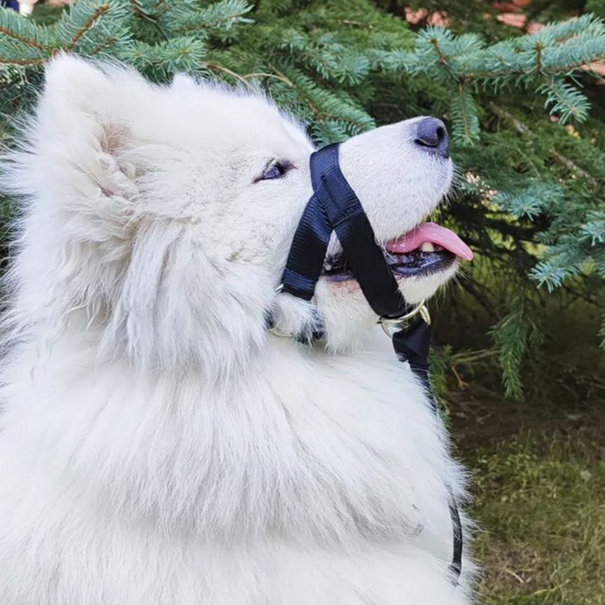 Недоуздок для собак