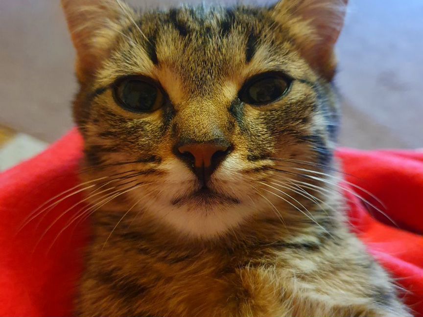 Котенок ручной ребёнок Джимми 5 мес ждет мамочку