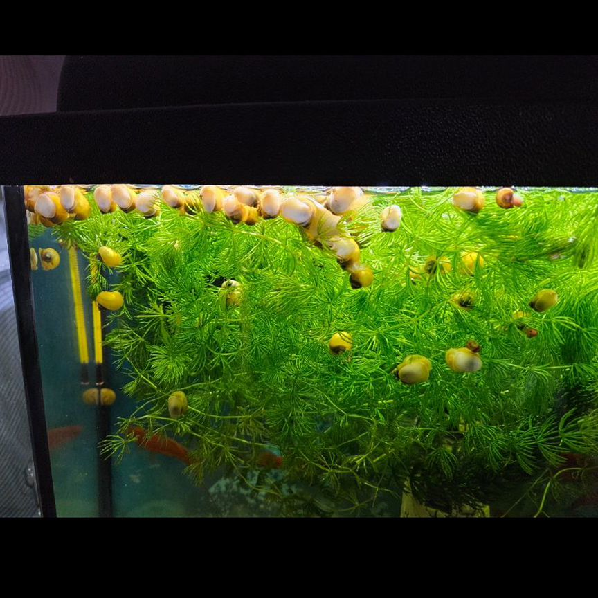 Улитки аквариумные