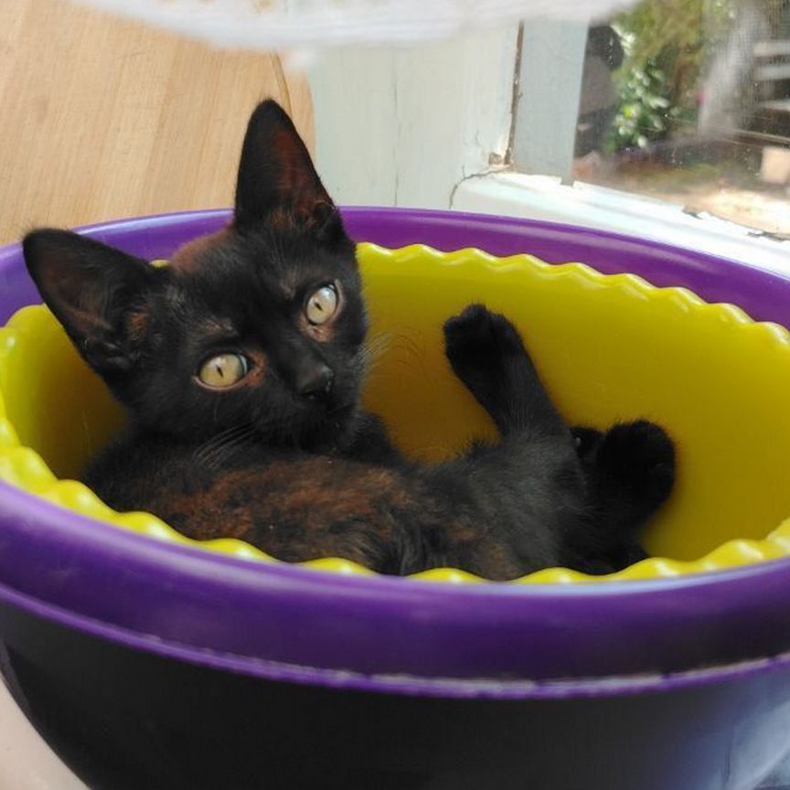 Отдаю котёнка