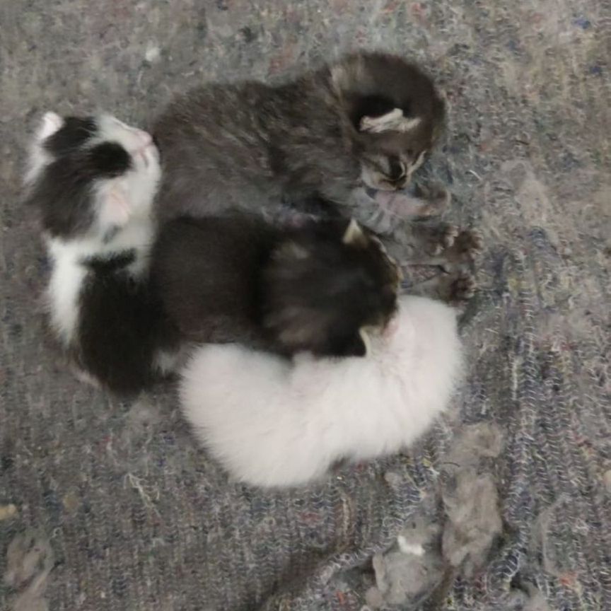 Котята